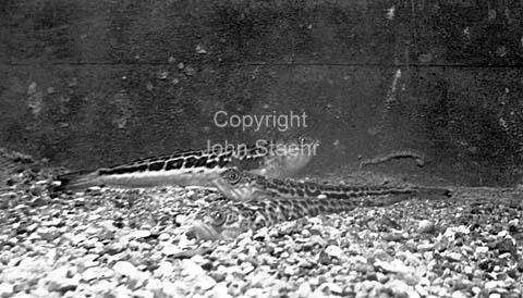 Fjæsing | 6.000 historiske pressefotos - John Stæhr copyright ...