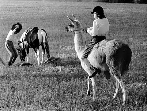 Lama | 6.000 historiske pressefotos - John Stæhr copyright Imagesfile.dk.